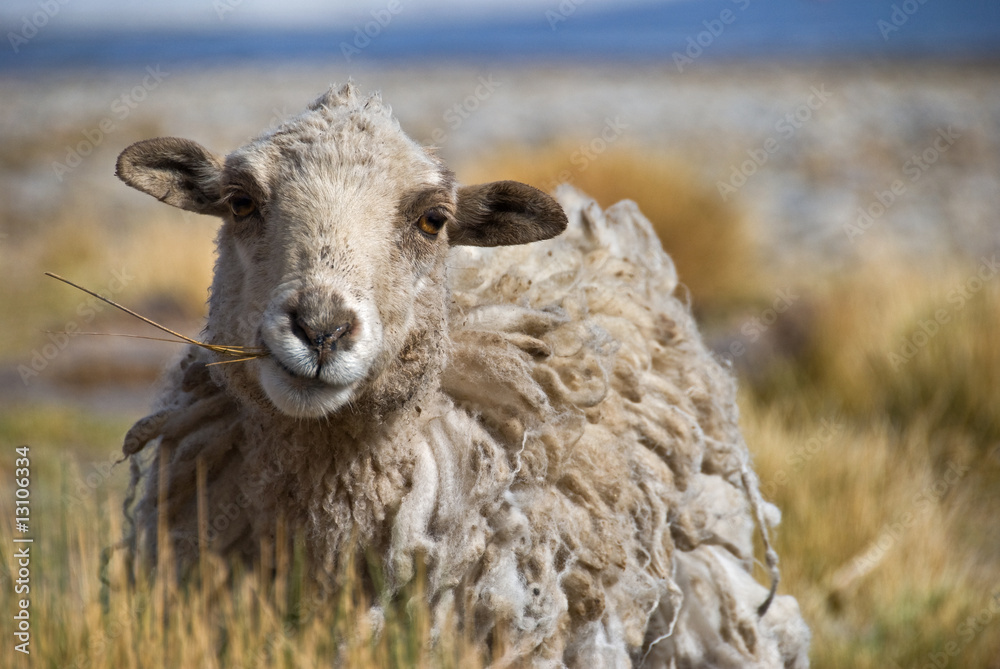 Obeja foto de Stock | Adobe Stock