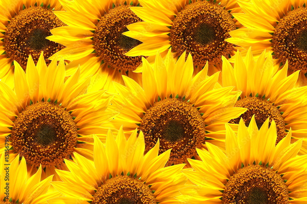 sunflower background Stock Photo | Adobe Stock