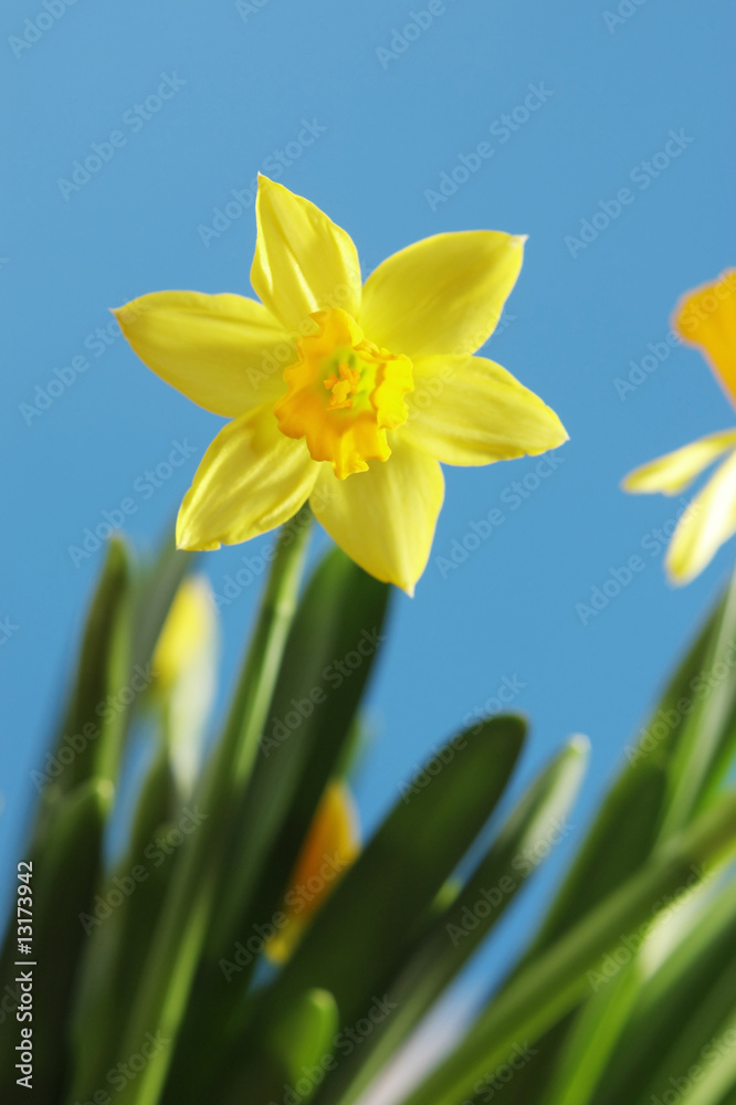 Narzissen Stock Photo | Adobe Stock