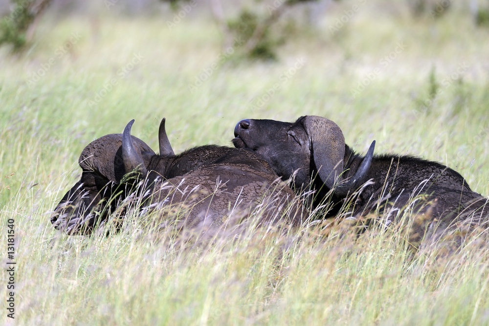 Buffelo 002 Stock Photo | Adobe Stock