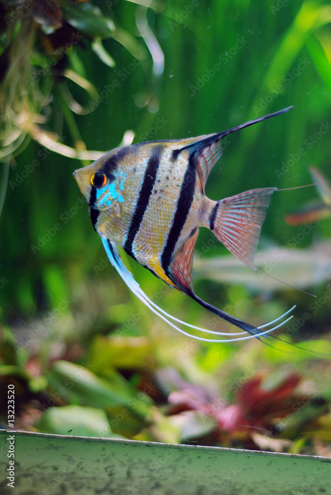 Skalar Stock Photo | Adobe Stock