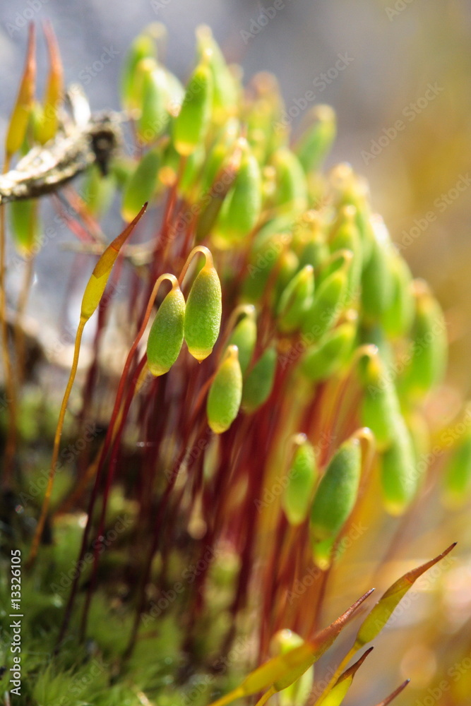 Moos Nahaufnahme Stock-Foto | Adobe Stock