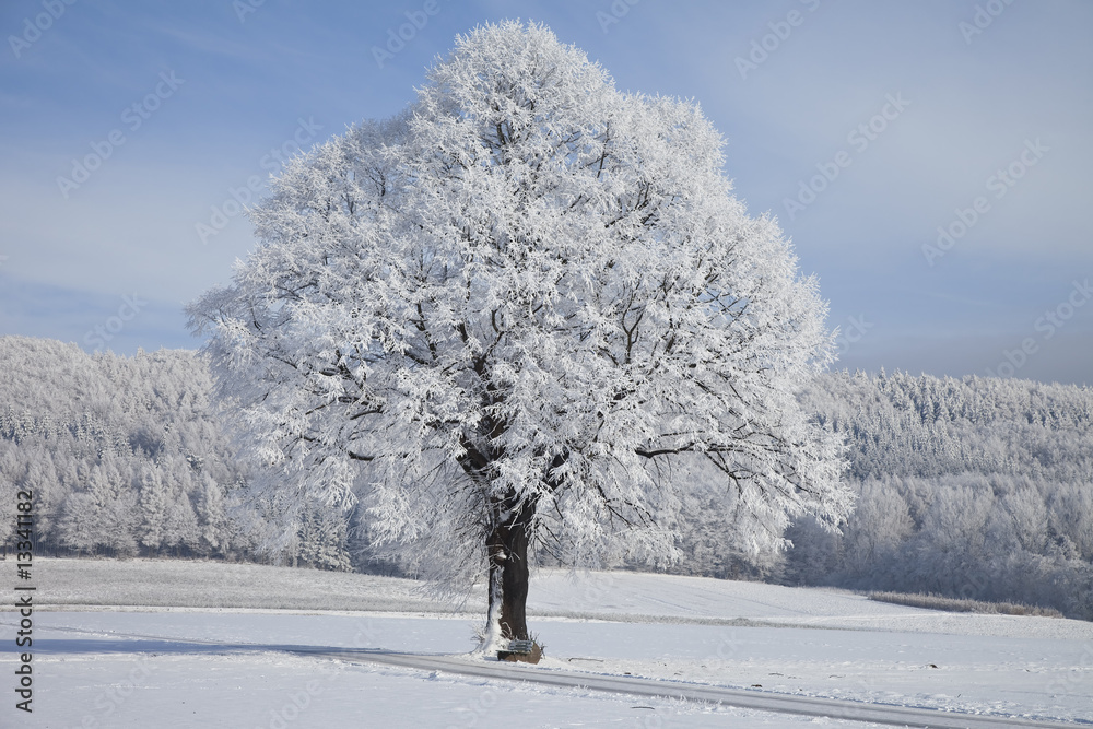 Baum im Winter Stock Photo | Adobe Stock