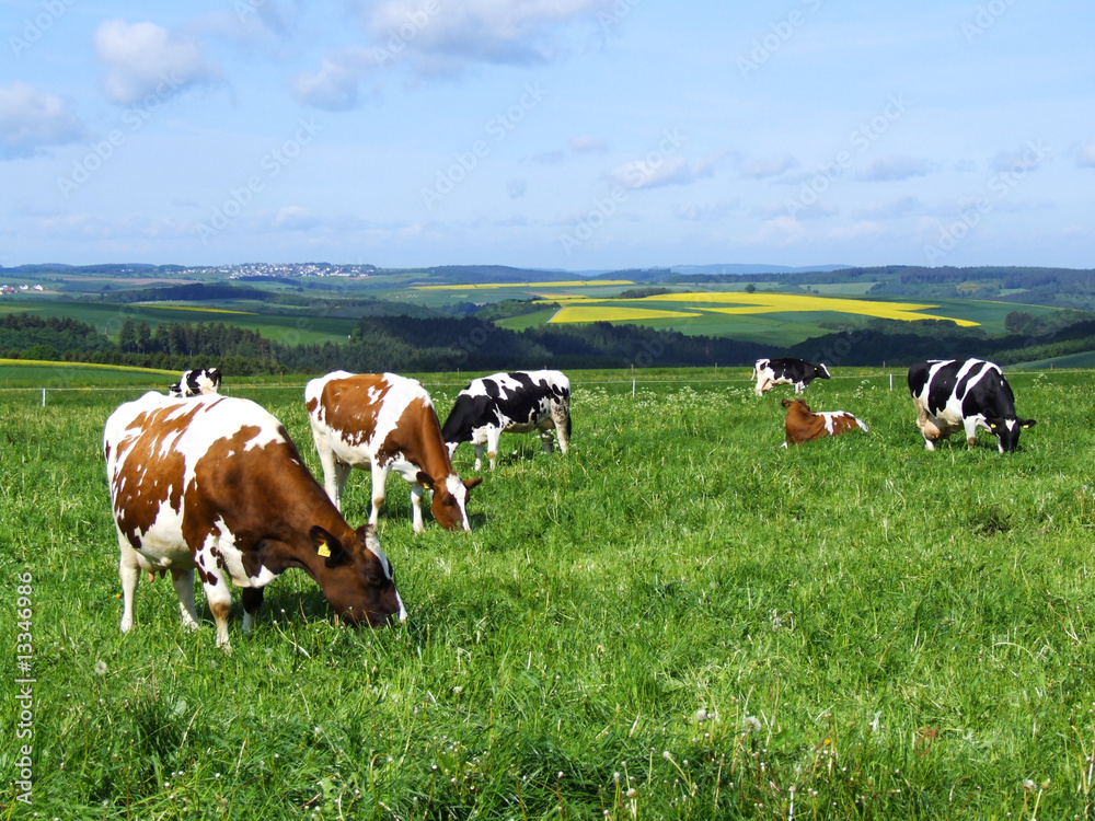 Kühe auf der Weide Stock-Foto | Adobe Stock