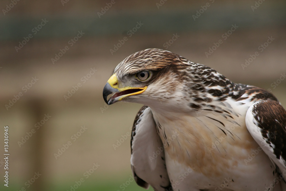 close up of a hawk Stock Photo | Adobe Stock