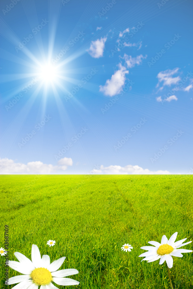 Green field with chamomile flowers and sunray Stock-Foto | Adobe Stock