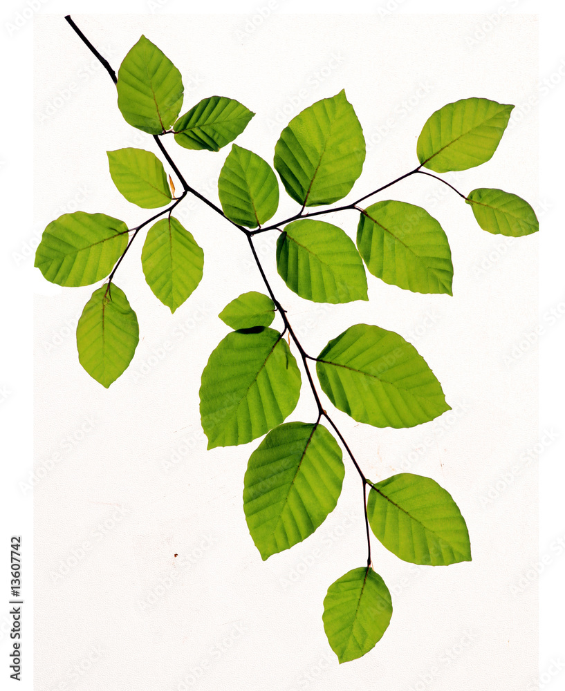 zweig Stock-Foto | Adobe Stock