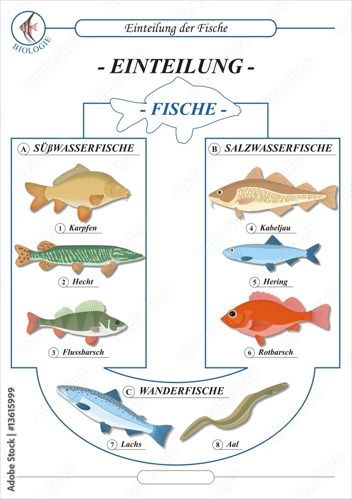 FischeEinteilung Stock Photo | Adobe Stock