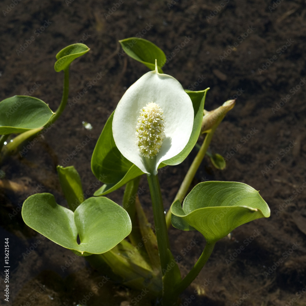 Sumpf-Calla, Calla, Calla palustris Stock-Foto | Adobe Stock