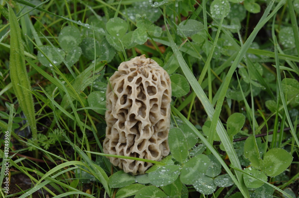 morille Stock Photo | Adobe Stock