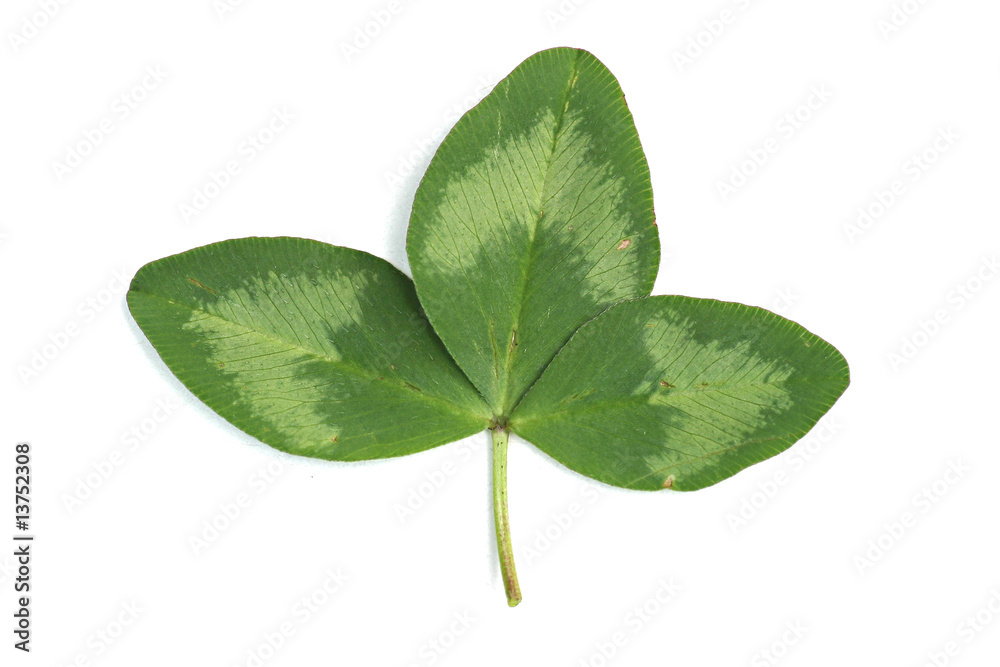 Kleeblatt freigestellt Stock Photo | Adobe Stock