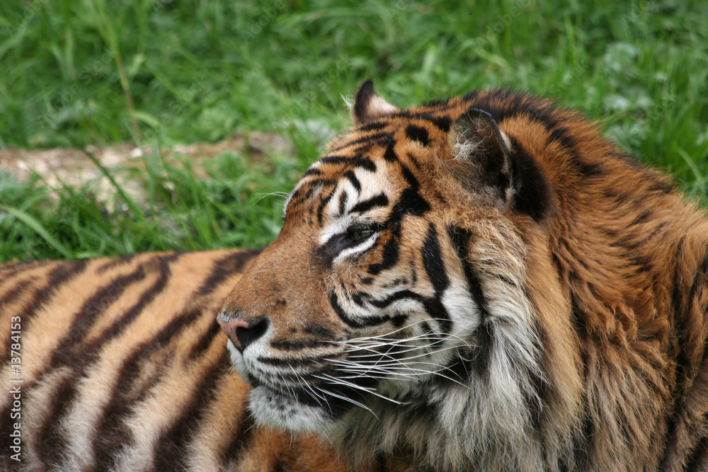 sumatran tiger head Stock Photo | Adobe Stock