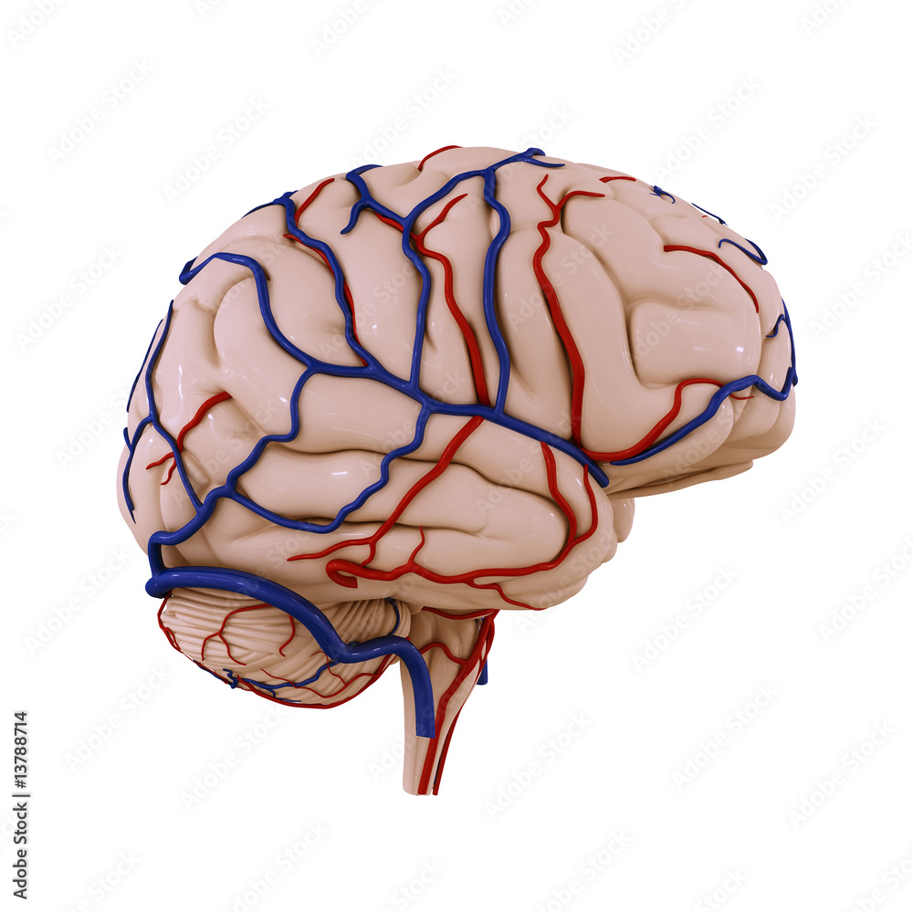 Brain Veins Arteries b Stock Illustration | Adobe Stock