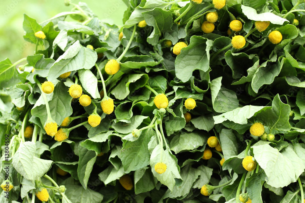 les brèdes "mafane" de la gastronomie malgache Stock Photo | Adobe Stock