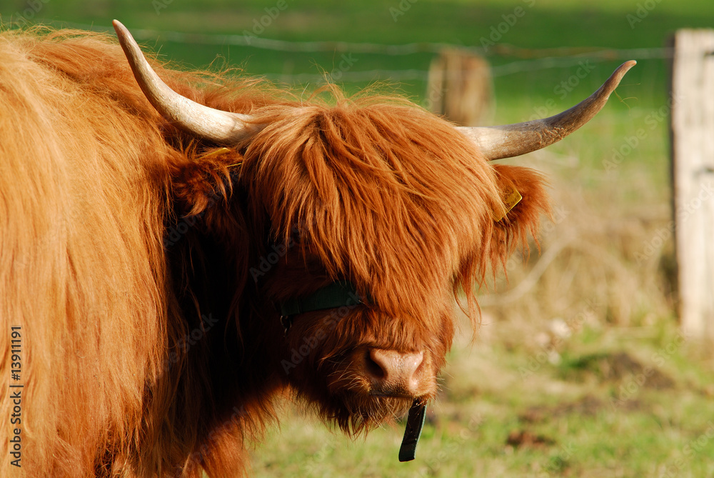 Galloway Rind Stock-Foto | Adobe Stock