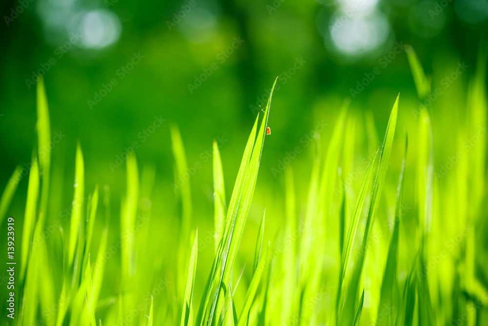 Green nature background Stock Photo | Adobe Stock