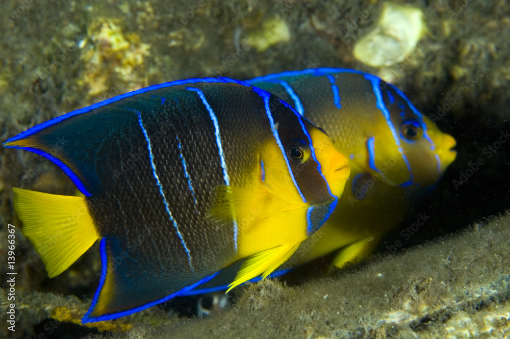 Juvenile Blue Angelfish