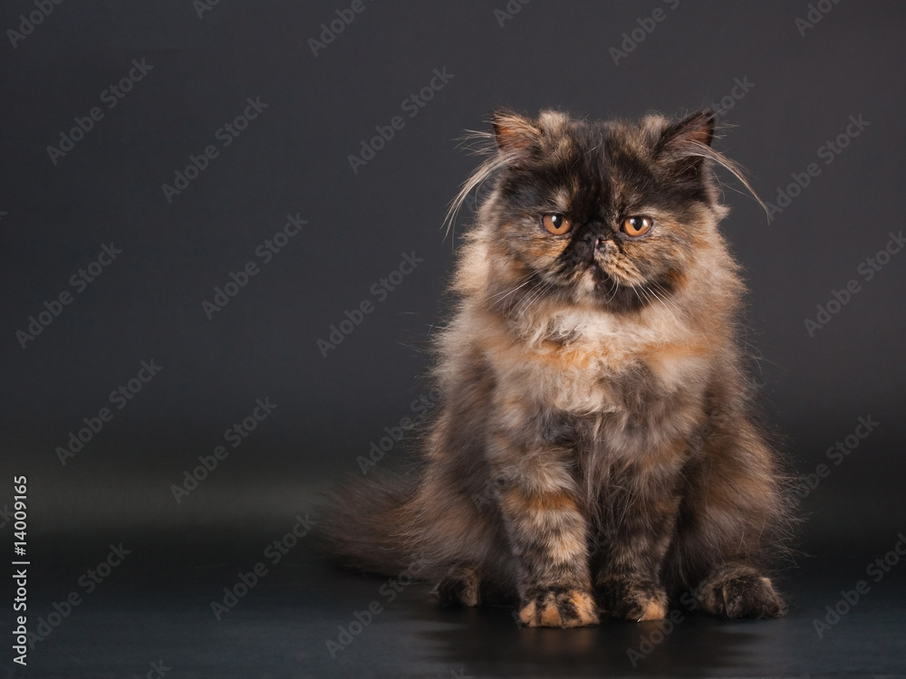 Female persian cat breed Stock Photo | Adobe Stock