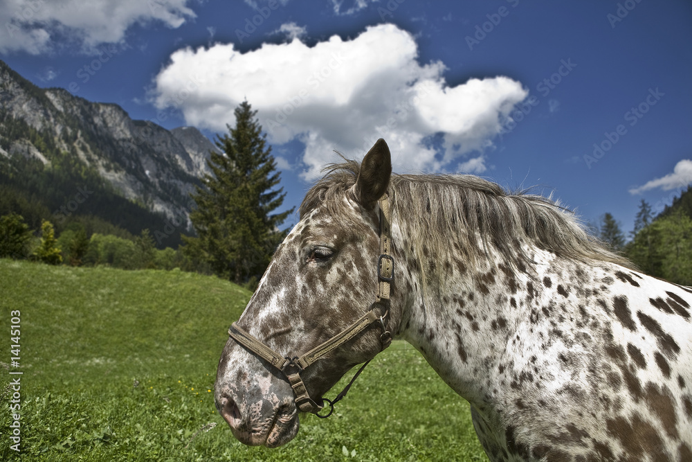 Noriker Stock-Foto | Adobe Stock