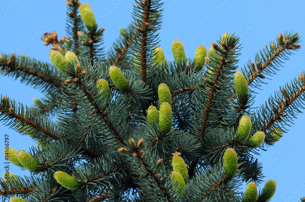 Blautanne Stock-Foto | Adobe Stock