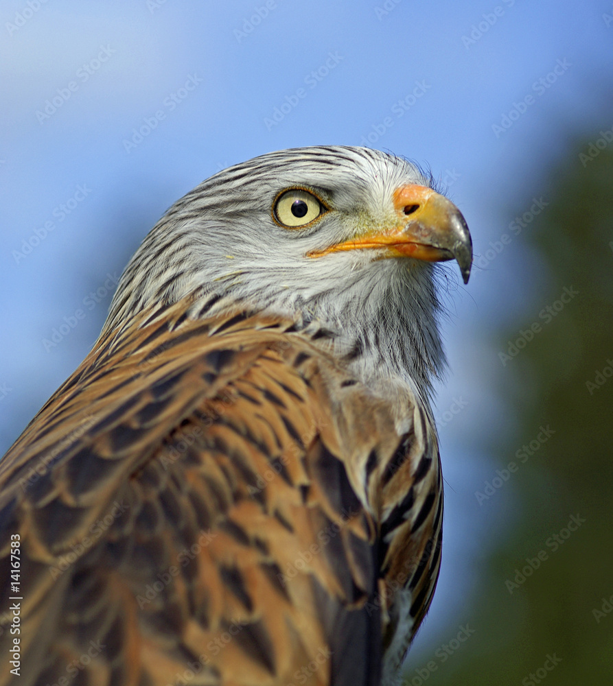 Beute in Sicht - Rotmilan Stock-Foto | Adobe Stock