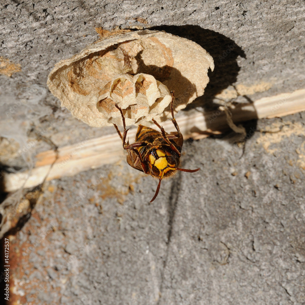 Frelon et son nid Stock Photo | Adobe Stock