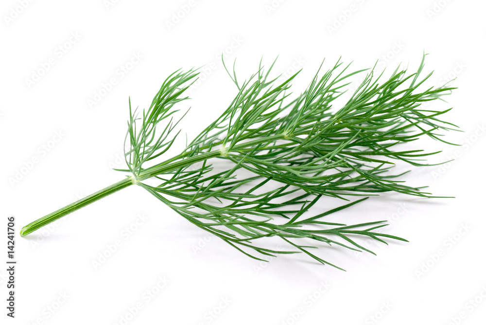 Dill Stock-Foto | Adobe Stock