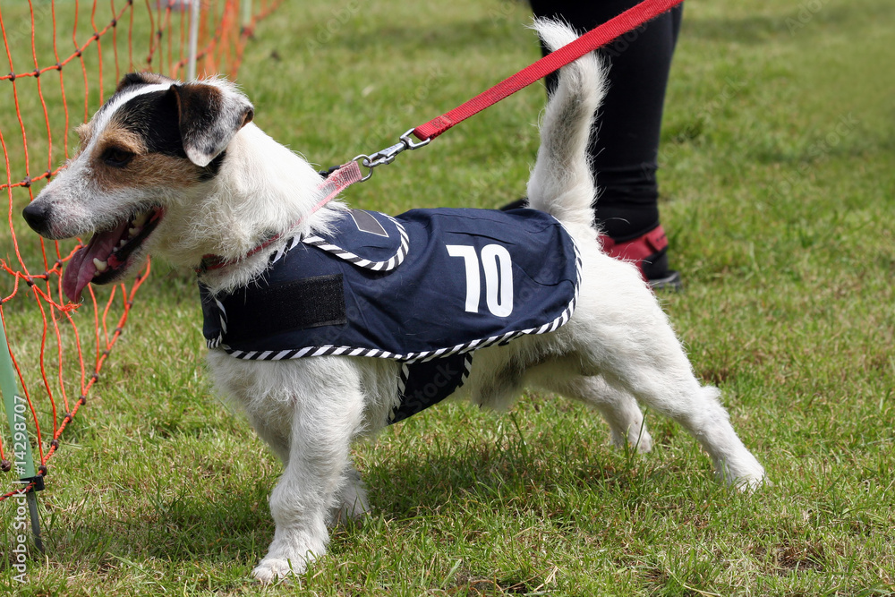 jack russel watching the race waiting for his turn Stock Photo | Adobe ...