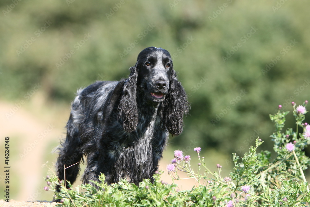 cocker spaniel anglais debout en balade à la campagne Stock Photo ...