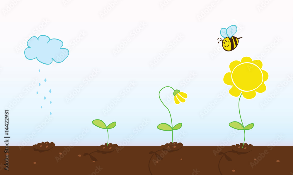 Flower growing stages. Process of growing plant in four stages. Stock ...