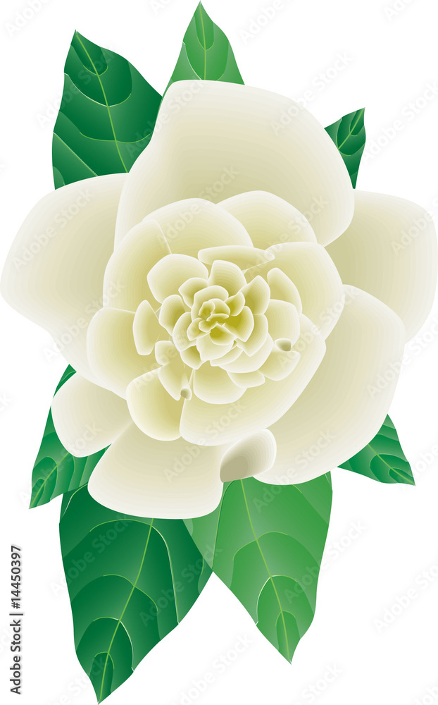 Gardenia Flower Stock Vector | Adobe Stock