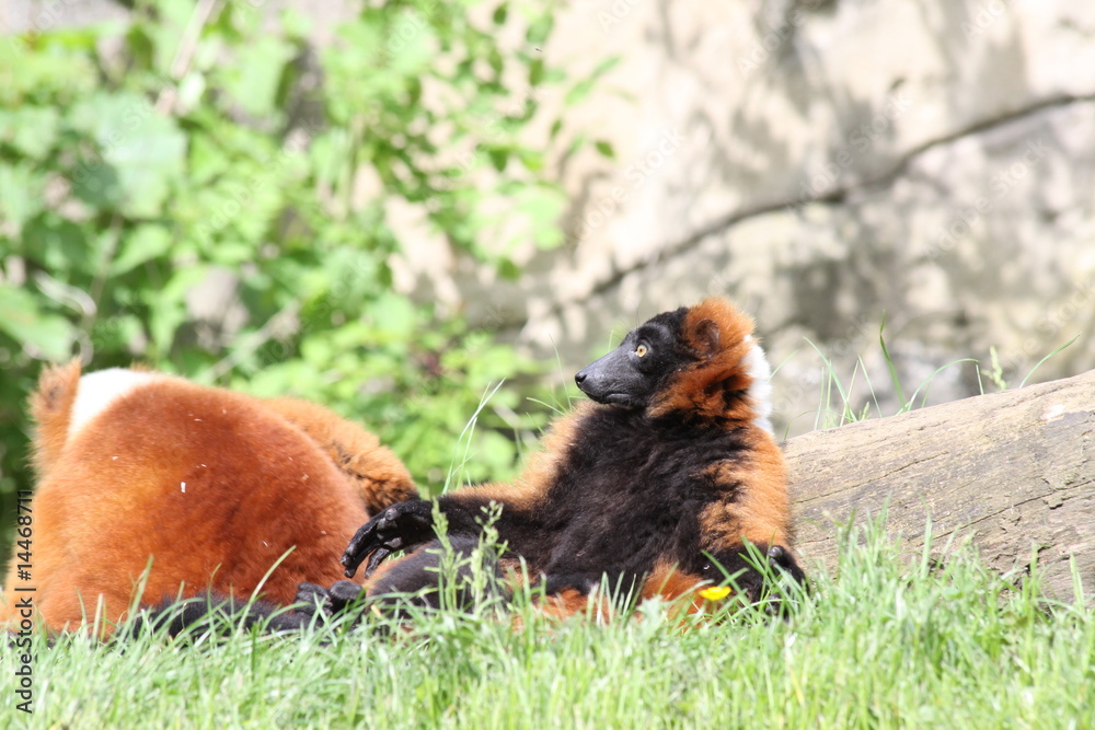 Le maki vari roux Stock-Foto | Adobe Stock