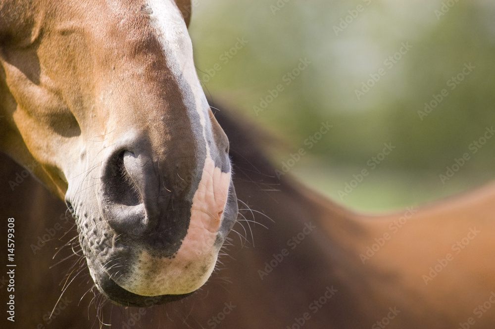 Detailaufnahme von Maul und Rückenlinie eines Pferdes Stock Photo ...
