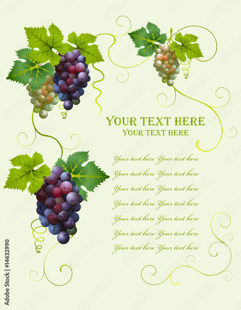 Vector grape frame from diferent cluster of grapes Stock Vector | Adobe ...
