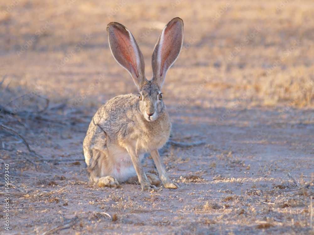 Rabbit Watching Stock Photo | Adobe Stock