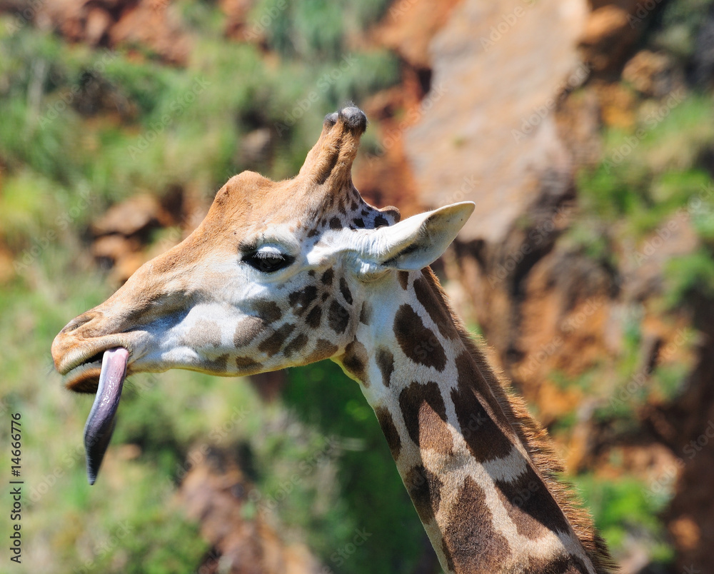 Lengua de Jirafa Stock Photo | Adobe Stock