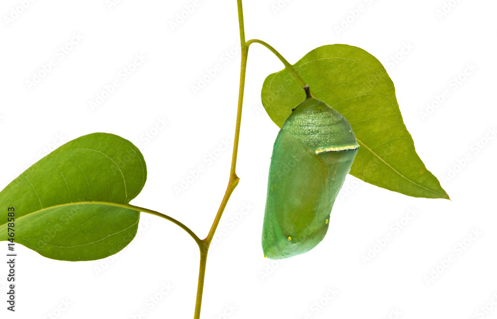 Pupae of monarch butterfly Stock Photo | Adobe Stock