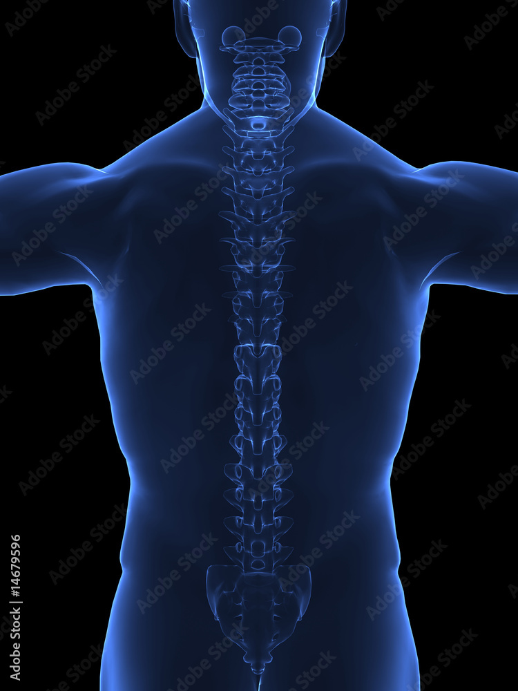 Human Spine Back View