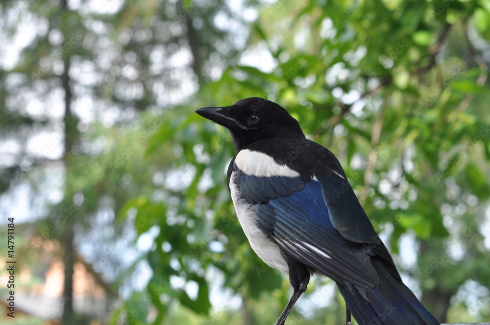 młoda sroka 素材庫相片 | Adobe Stock