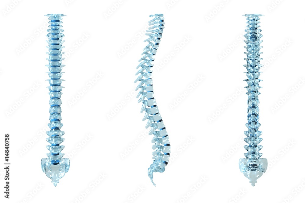 3d illustration of a human backbone. Stock Illustration | Adobe Stock