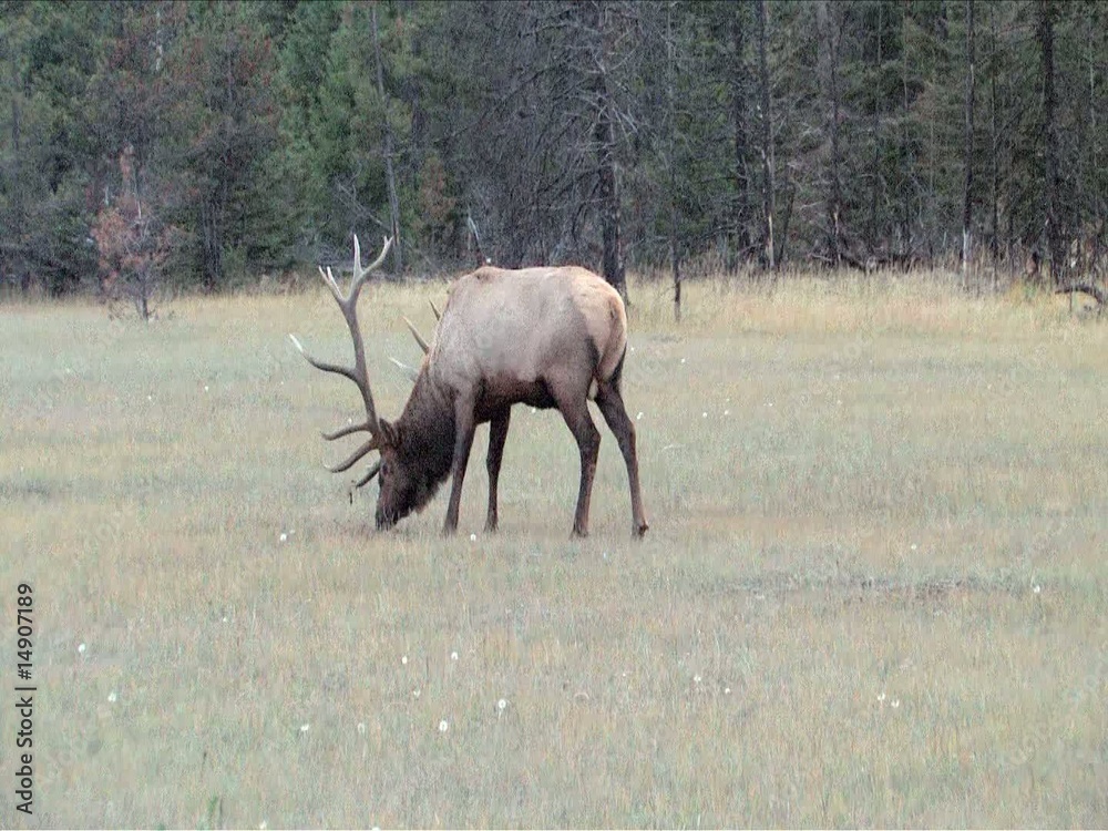 Bull Elk in full rut and getting ready for a head on battle Stock Video ...