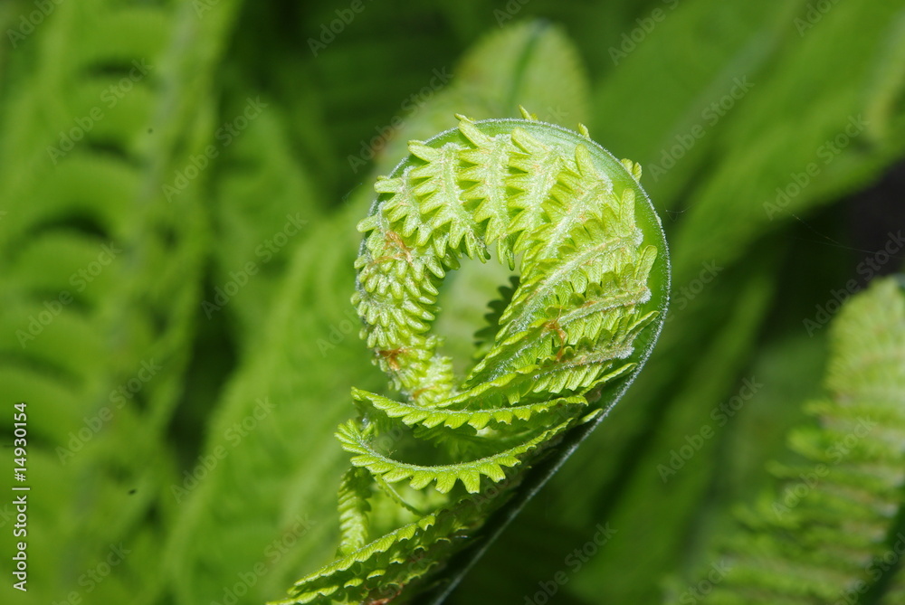 aufgehender Farn im Garten Stock-Foto | Adobe Stock