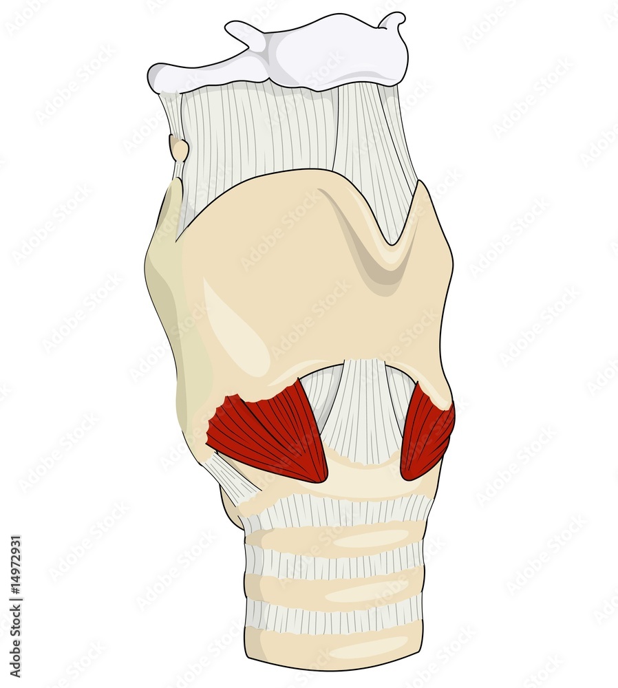 larynx anatomy Stock Vector | Adobe Stock