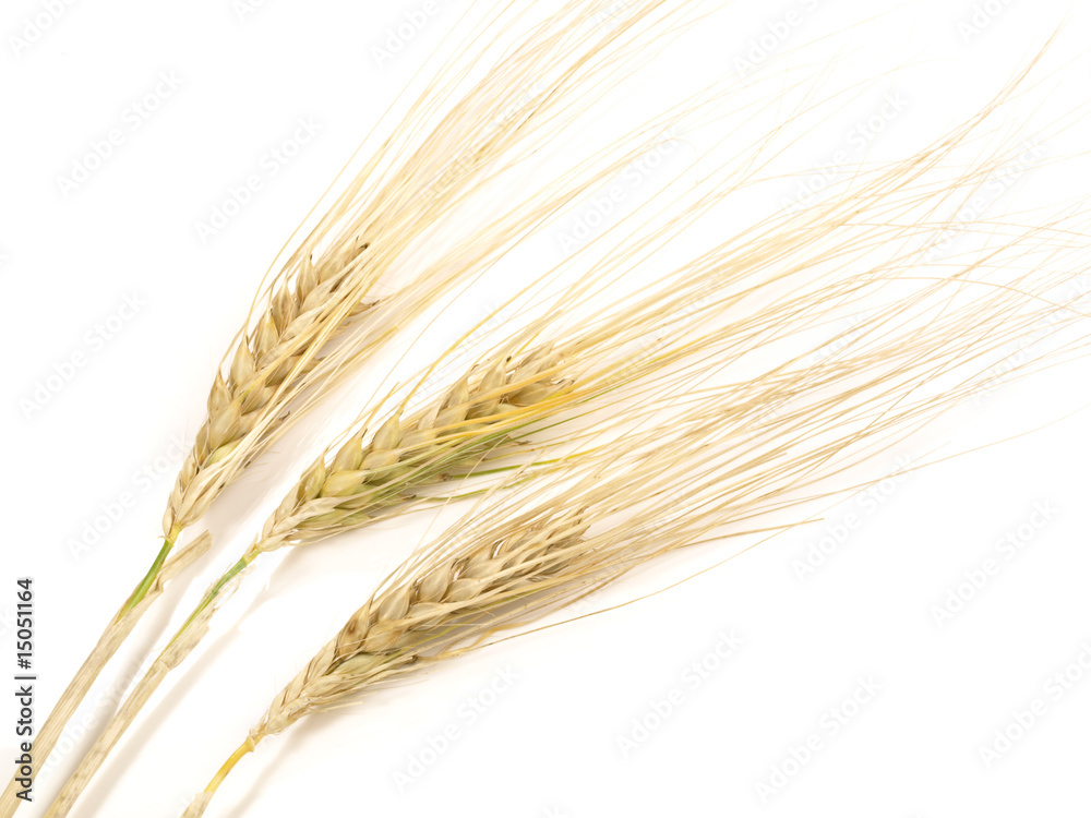 Roggen Ähren Stock Photo | Adobe Stock