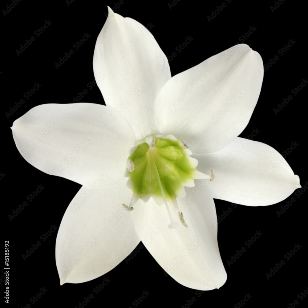 Fleur Blanche Fond Noir