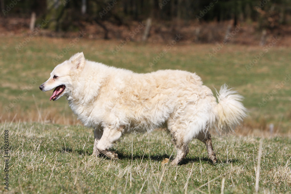 chien mudi blanc marchant de profil, dans l'herbe - élégance Photos ...