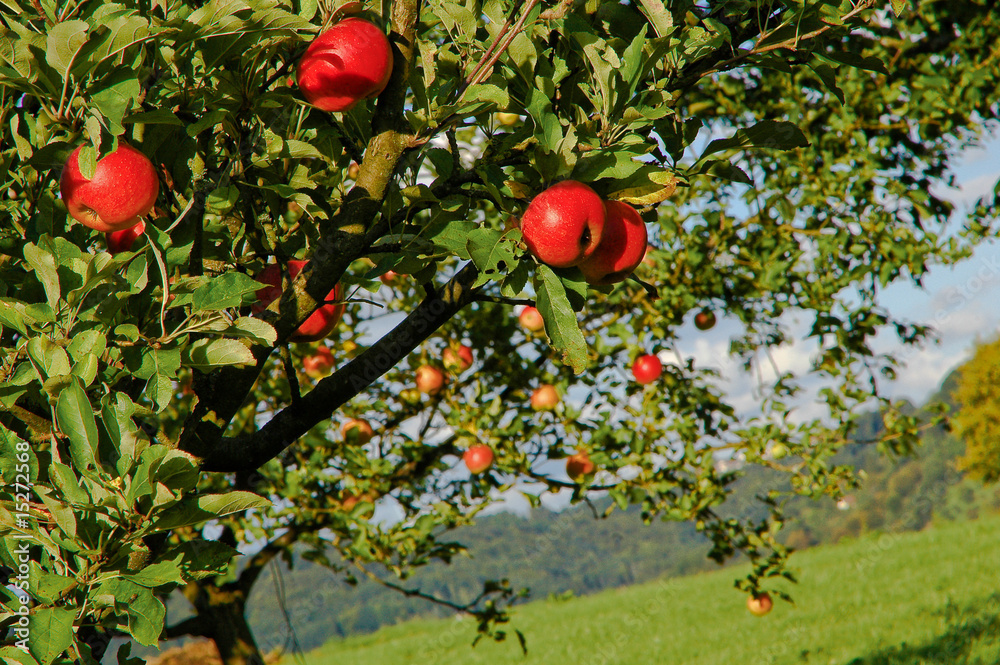 Äpfel am Baum Stock-Foto | Adobe Stock