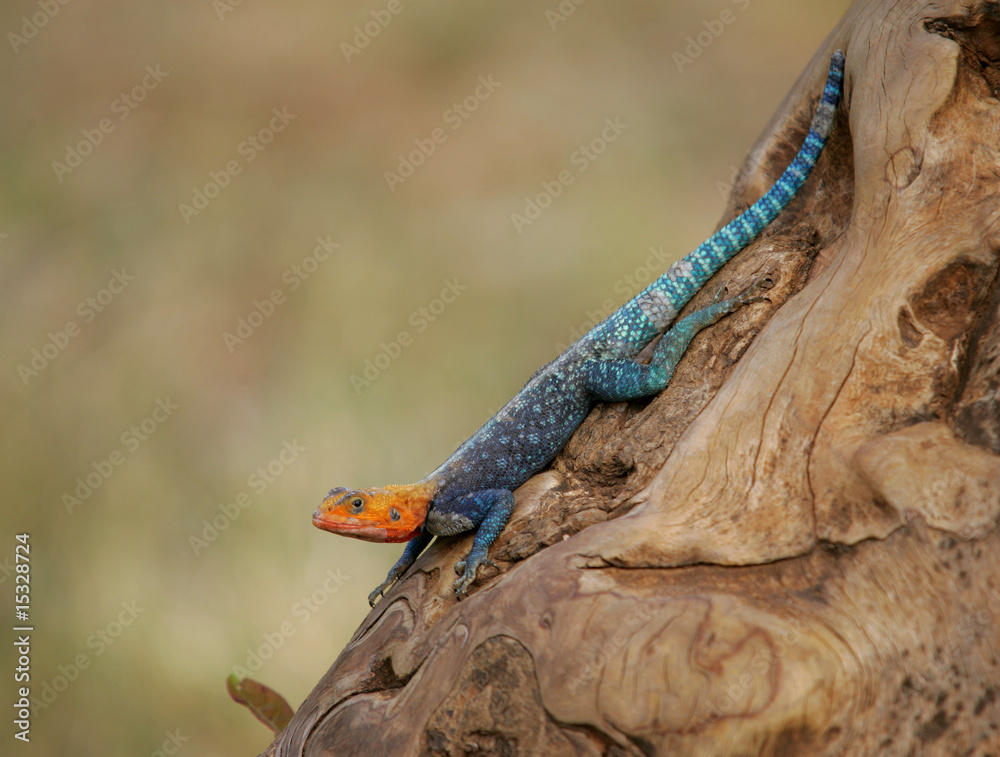 Blue and Orange Lizard in the Masai Mara, Kenya Stock Photo | Adobe Stock