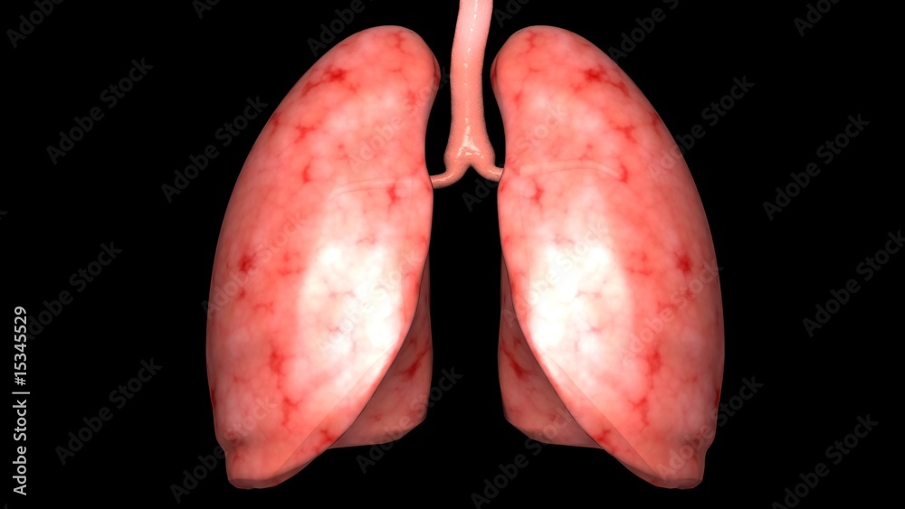 Menschliche Lunge Stock-Illustration | Adobe Stock