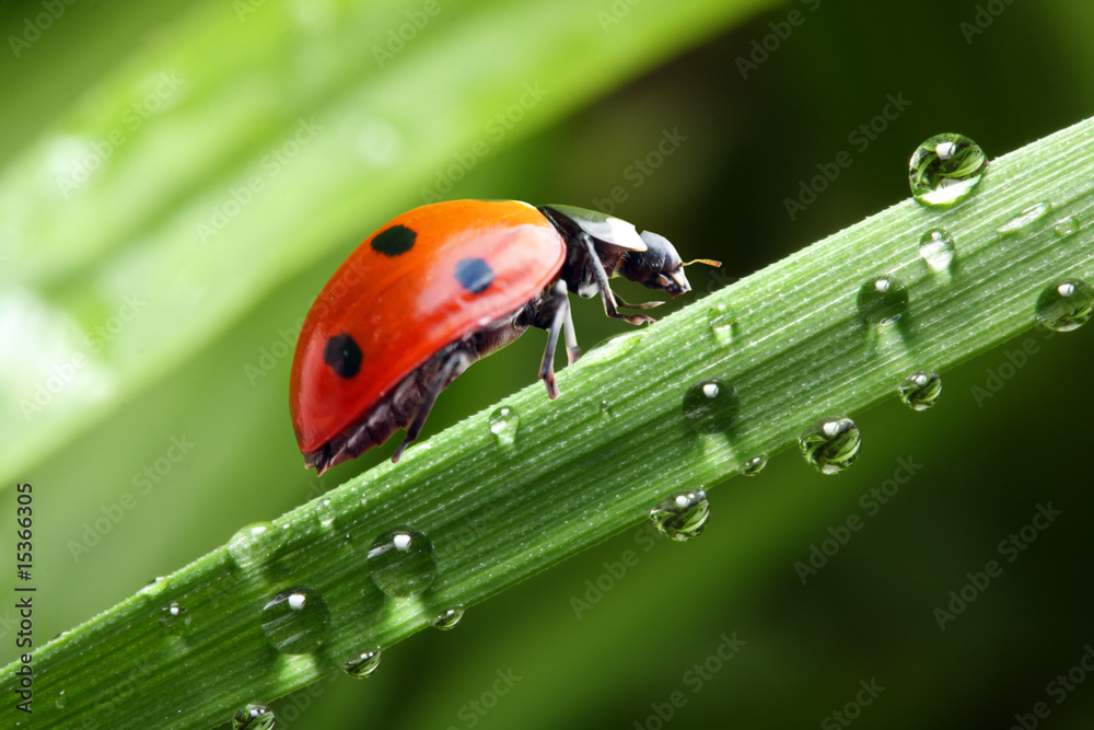 Ladybug running along the green wet grass. Stock Photo | Adobe Stock